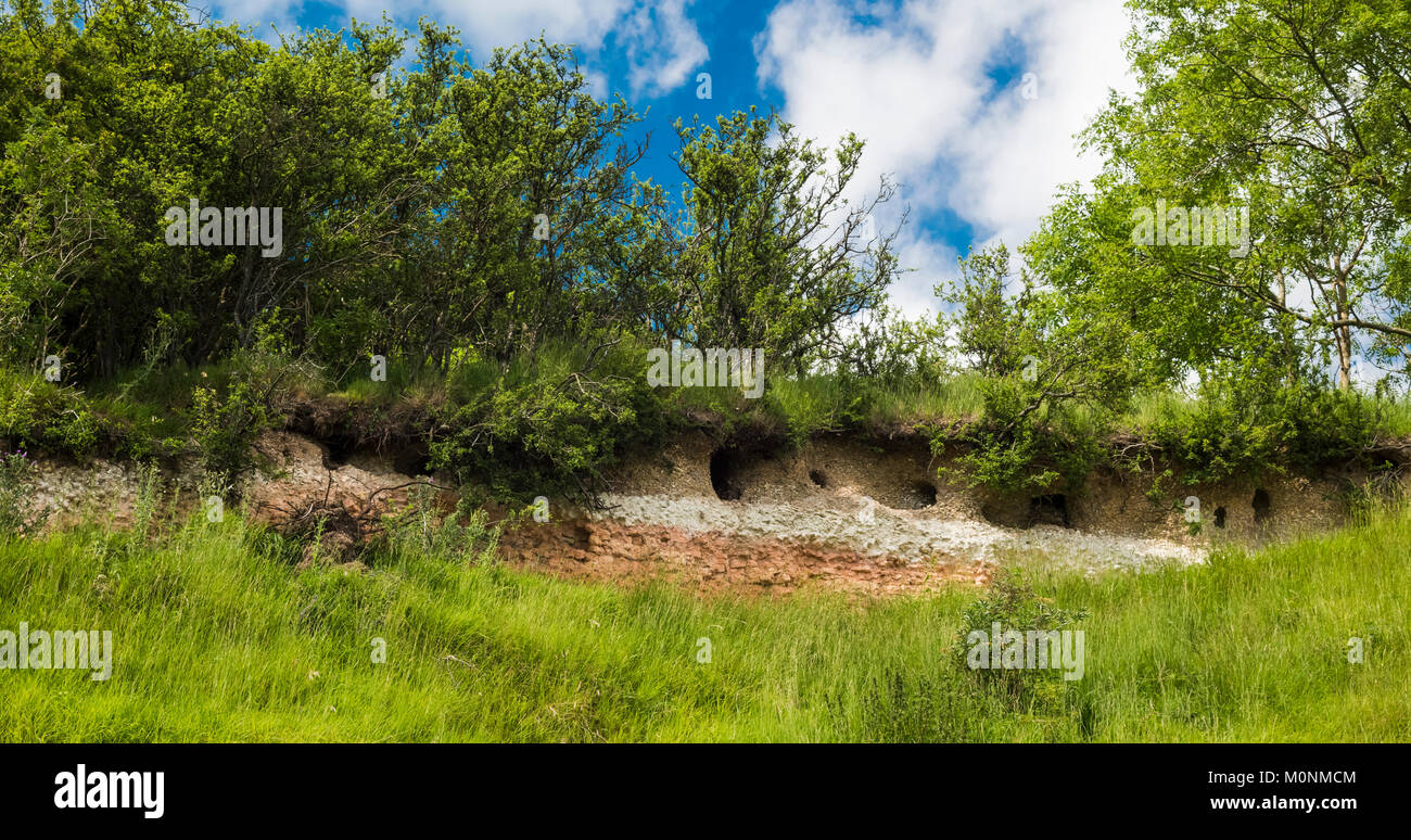 Exposure of Cretaceous Red Chalk at Red Hill Nature Reserve ...