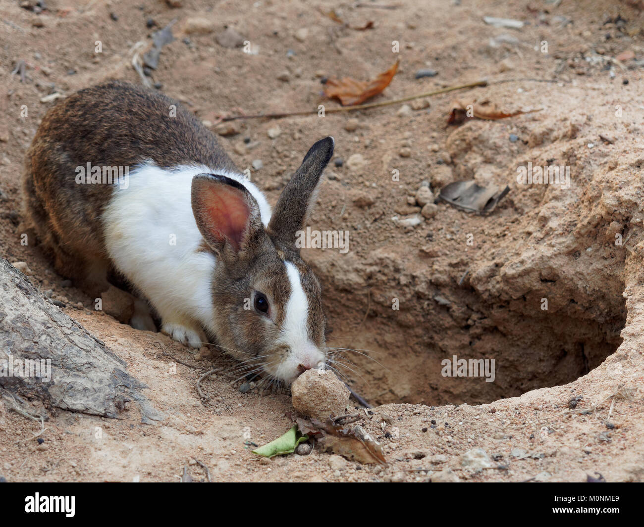 White and brown rabbit in front of the hole in a zoo Stock Photo - Alamy