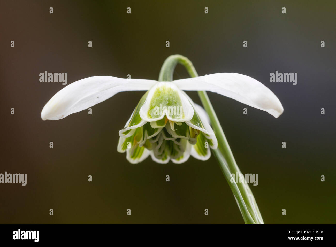 Galanthus greatorex double snowdrop hi-res stock photography and images ...