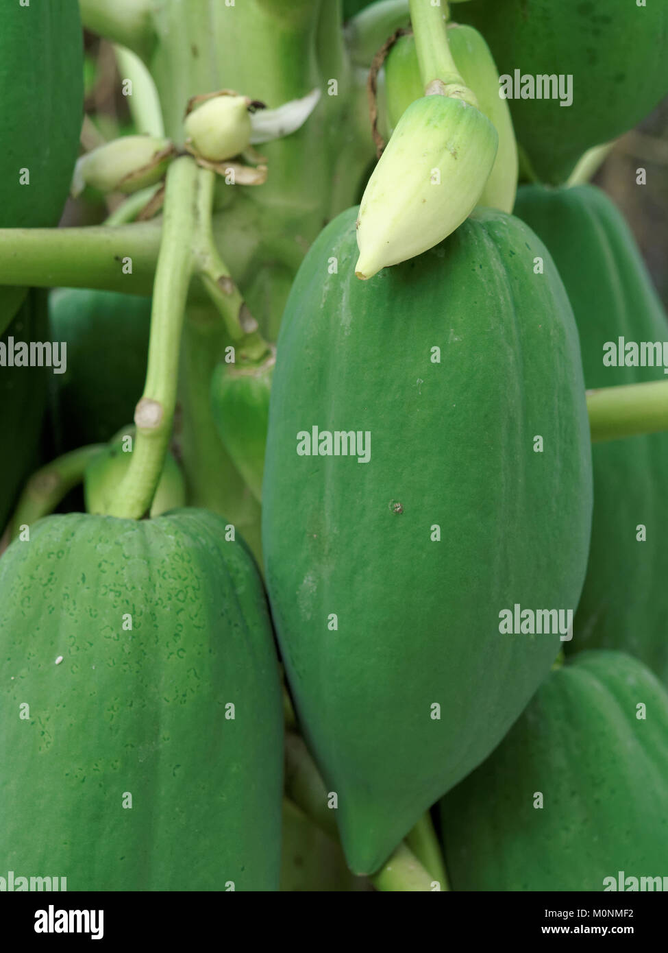 Papaya growing on the tree showing the growing process from white small ...