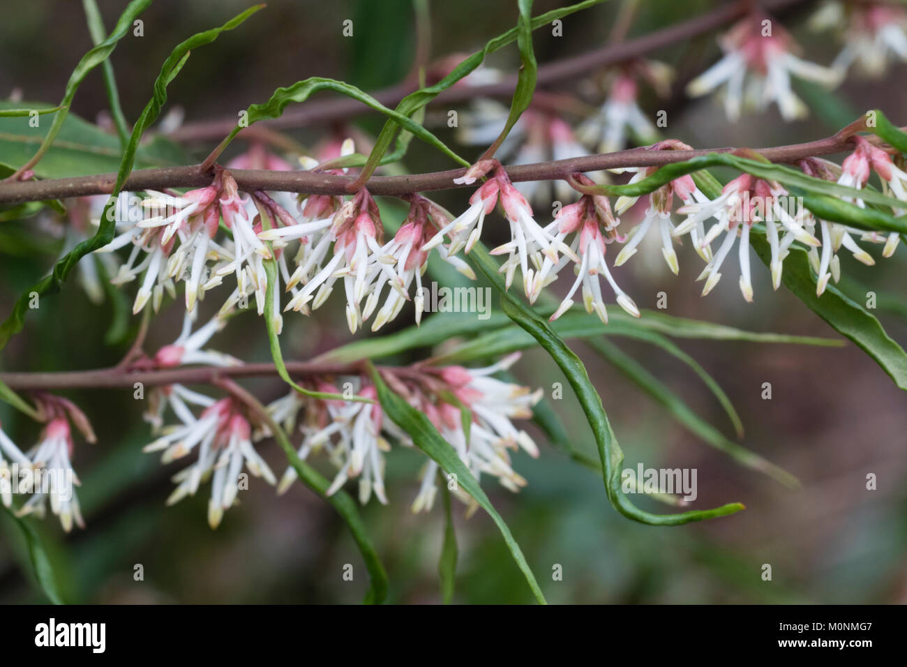 Highly fragrant evergreen shrub hi-res stock photography and images - Alamy