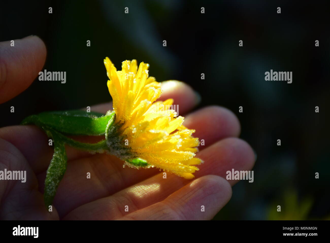 Human Hand and an Yellow Pot Marigold (Calendula Officinalis) Flower on ...