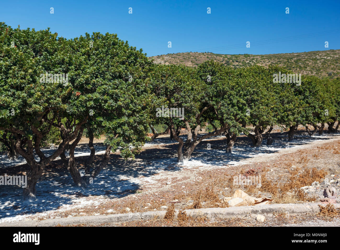Mastic trees, Chios Island, Greece Stock Photo - Alamy