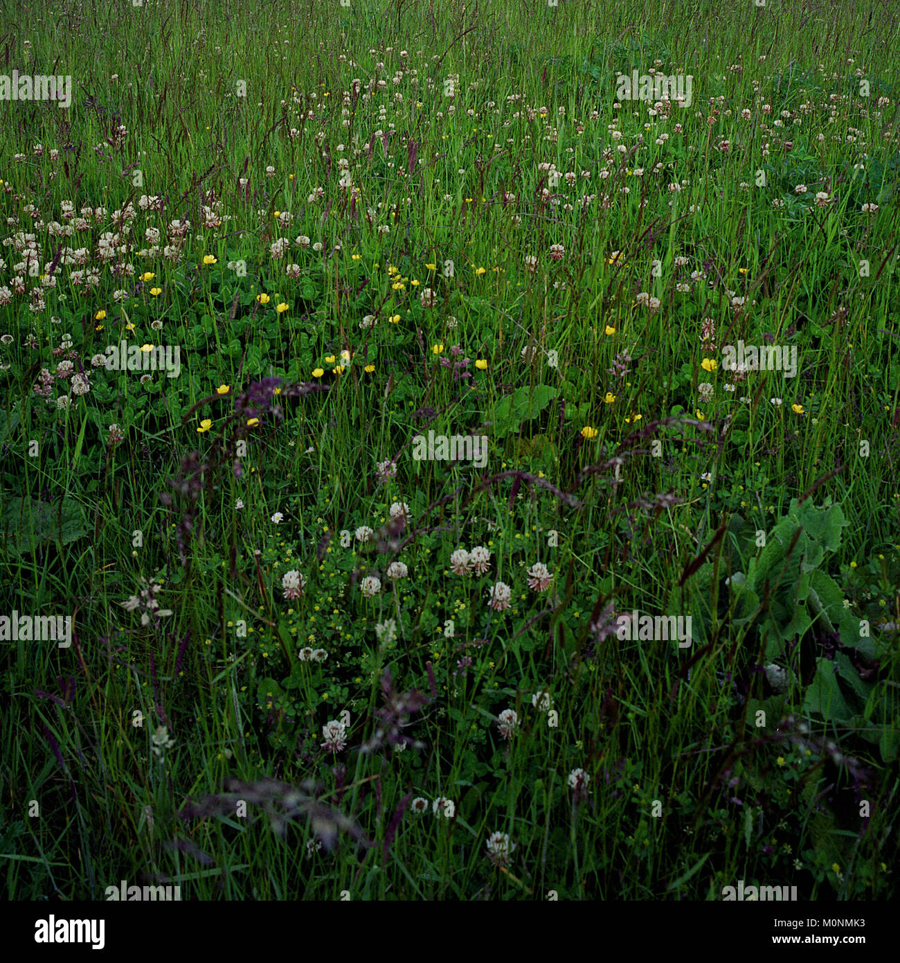 Meadow in England, Britain Stock Photo - Alamy