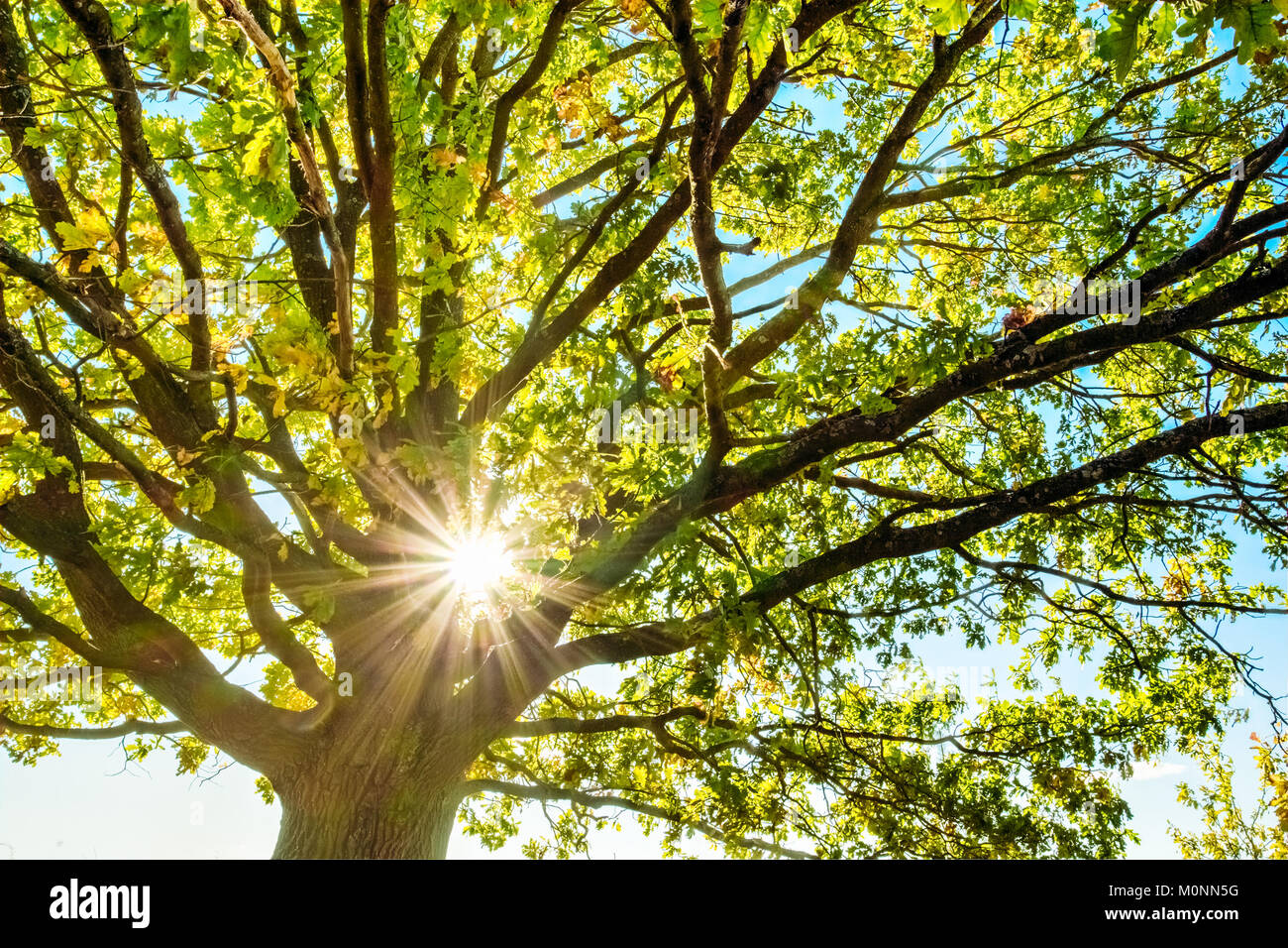 Oak tree branches through which the sun shines. Summer Stock Photo - Alamy