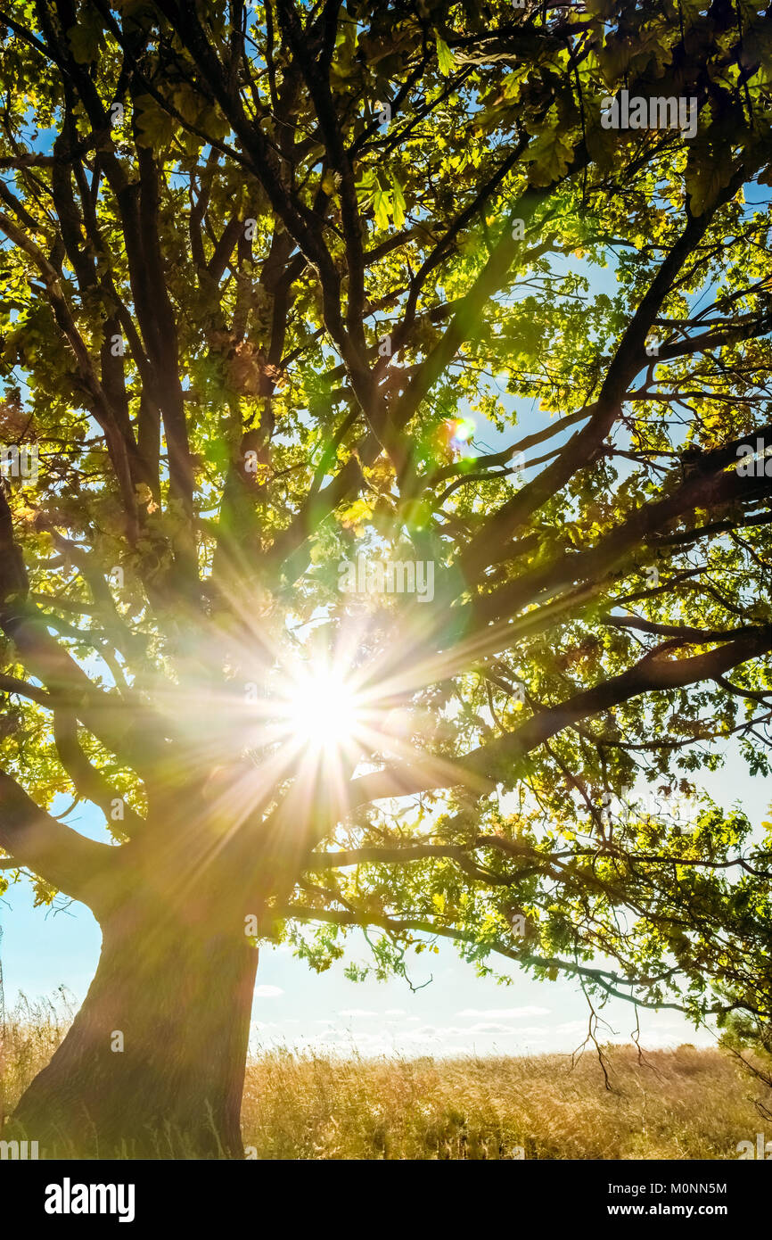 Summer landscape with beautiful tree oak and tree branches in sunlight ...