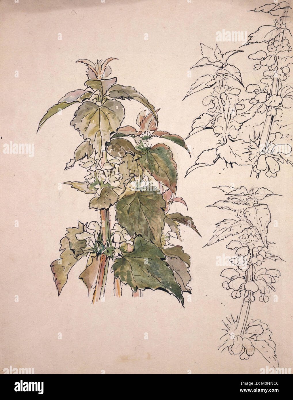 Horticultural Weed High Resolution Stock Photography and Images - Alamy