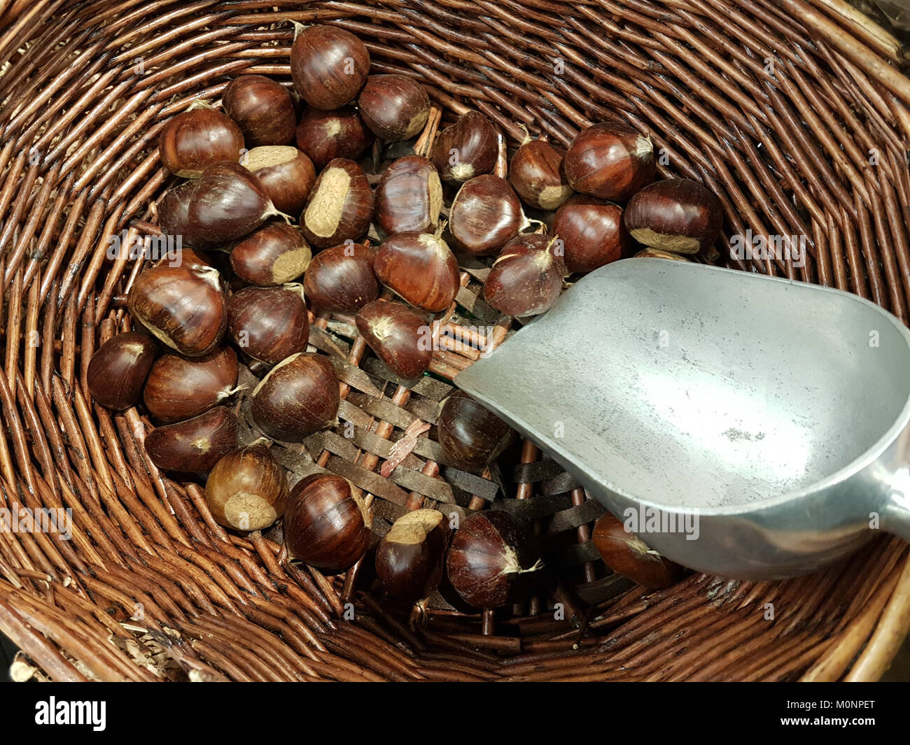Bailer shell hi-res stock photography and images - Alamy