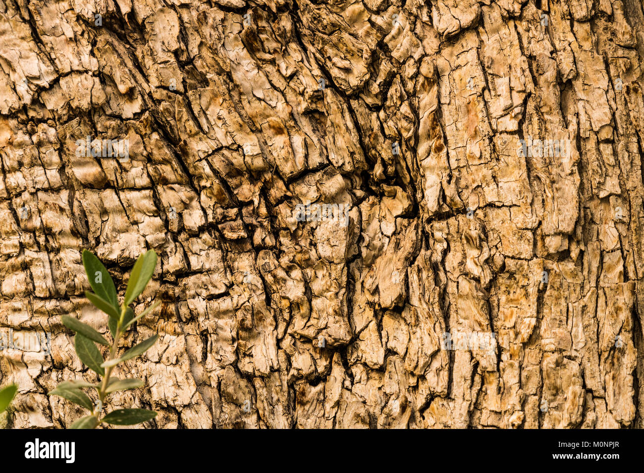 Close up of the bark texture of a millennial olive tree Stock Photo - Alamy