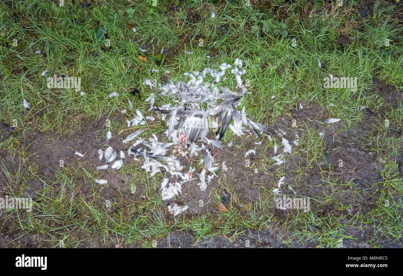 Partly eaten remains of pigeon killed by predator Stock Photo - Alamy