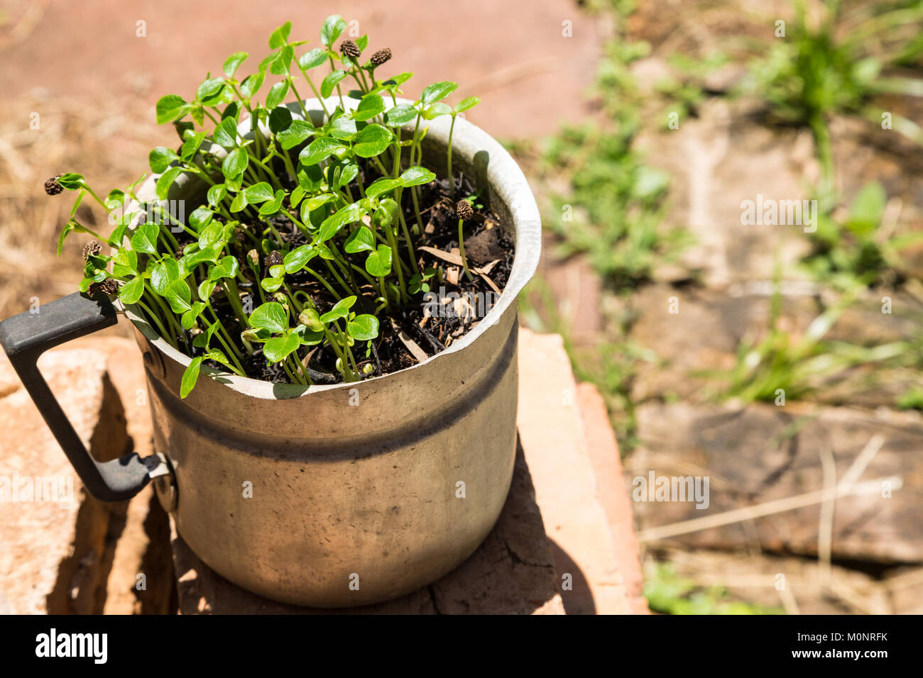Papaya tree (Carica papaya) saplings growing from seeds (approximately ...