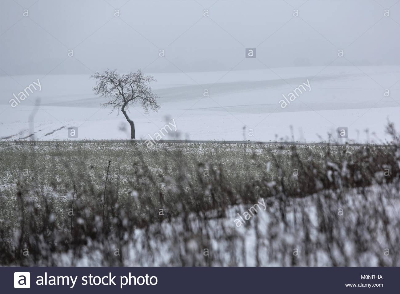 A bright colourful winter scene with a lone tree to be seen in the ...