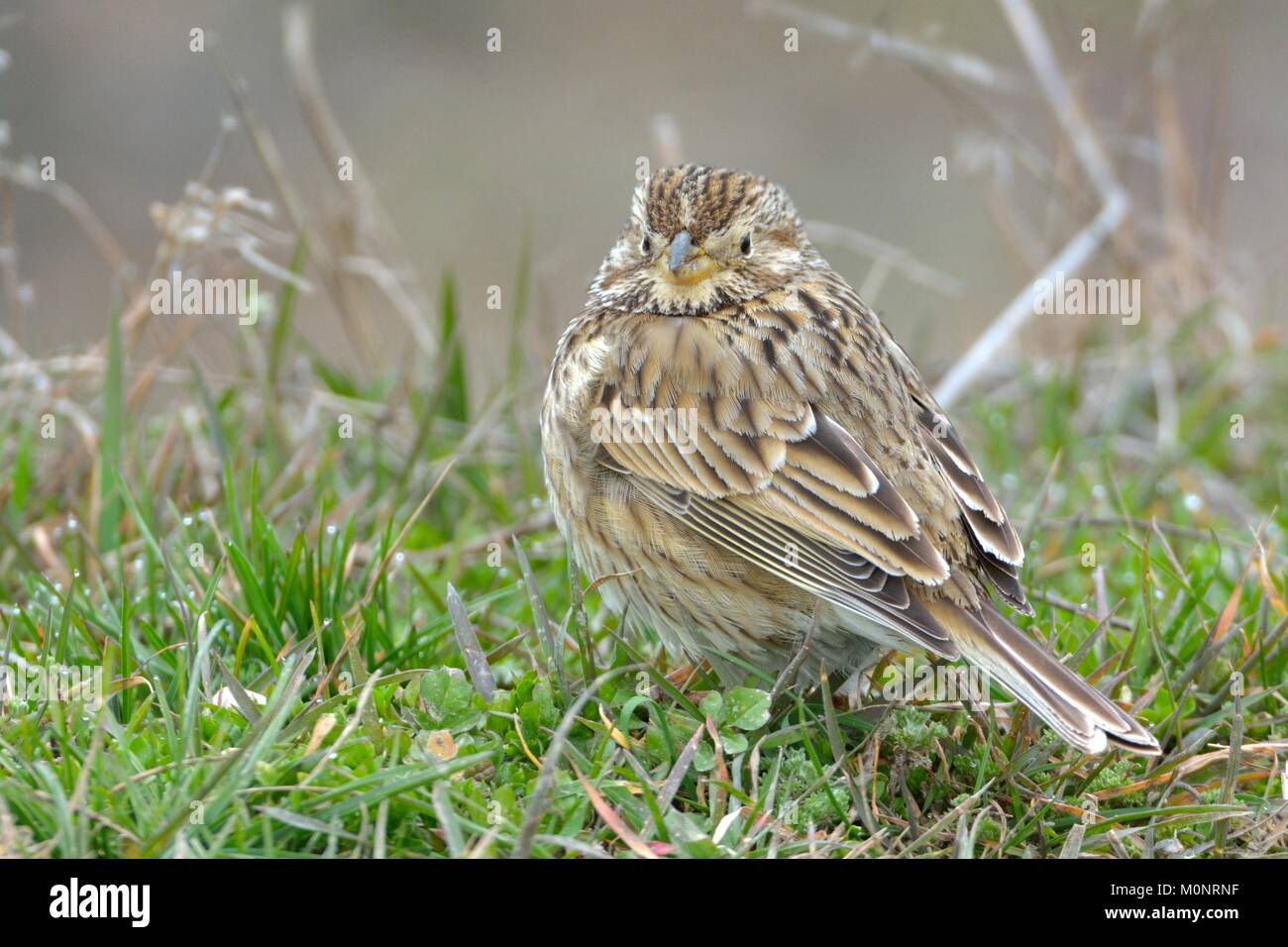 Corn bunting (Emberiza calandra) against green background Stock Photo ...