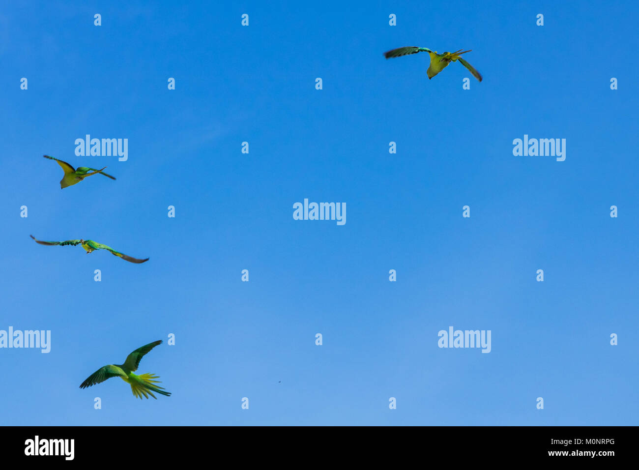 Four Ring neck Parakeets fly together while vocalizing to each other ...