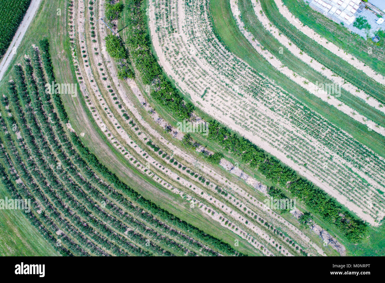 Neat rows of peach trees hi-res stock photography and images - Alamy