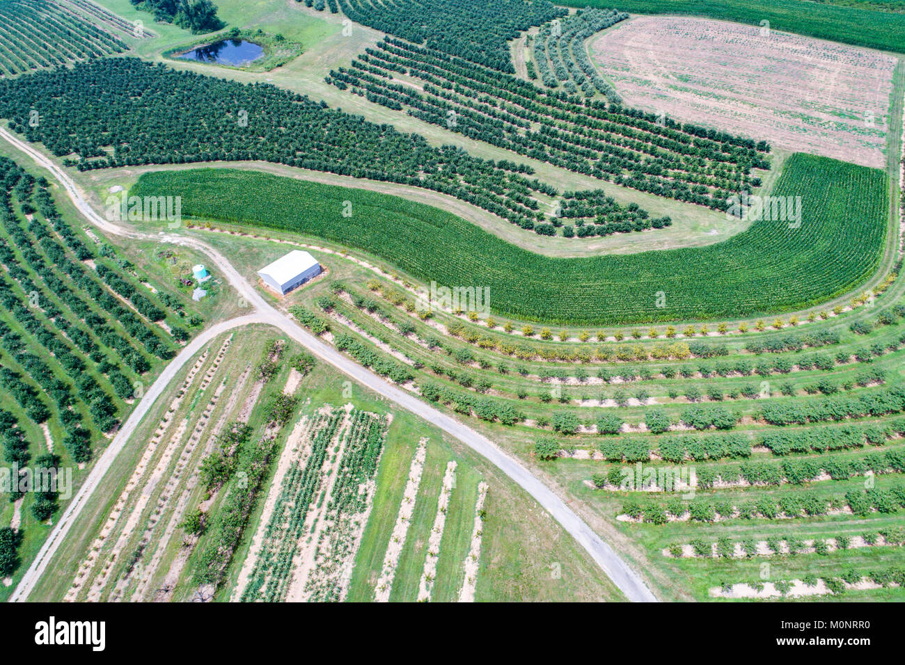 Neat rows of peach trees hi-res stock photography and images - Alamy