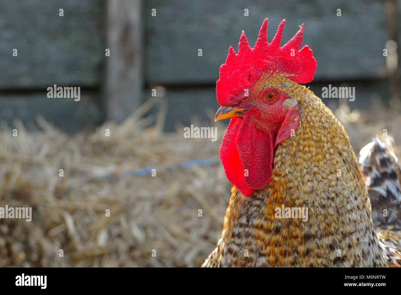 Rooster portrait in a farm with backlight Stock Photo - Alamy