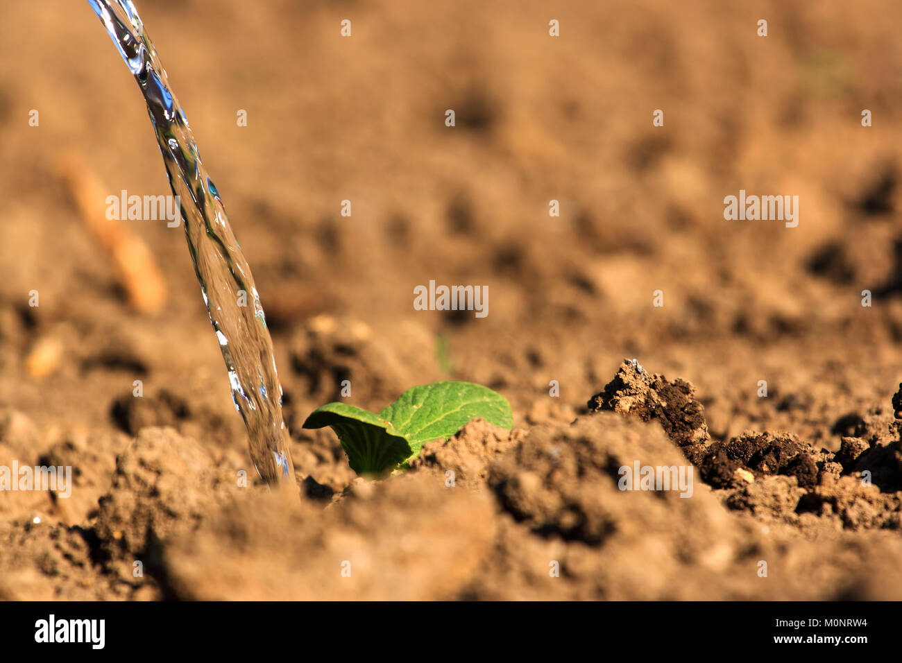Watering plant hi-res stock photography and images - Alamy