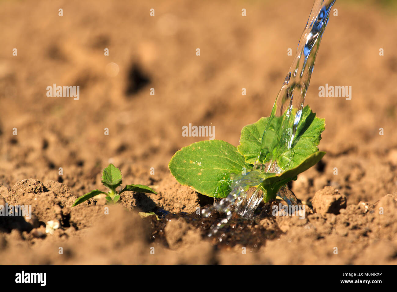 Watering plant hi-res stock photography and images - Alamy