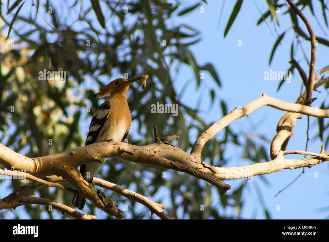 Hoopoe bird hi-res stock photography and images - Alamy