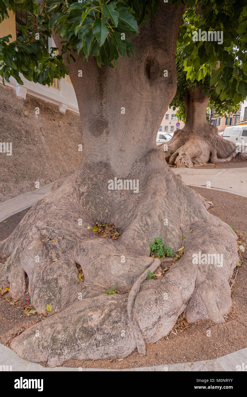 A very large tree trunk with roots in Mahon , Menorca , Balearic ...