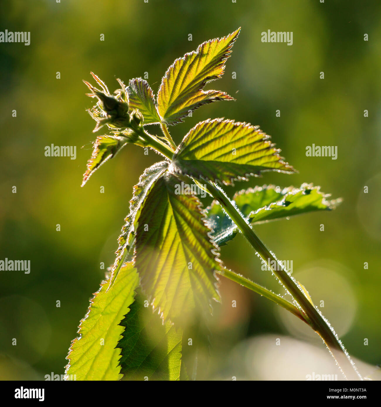 Birth of leaves hi-res stock photography and images - Alamy