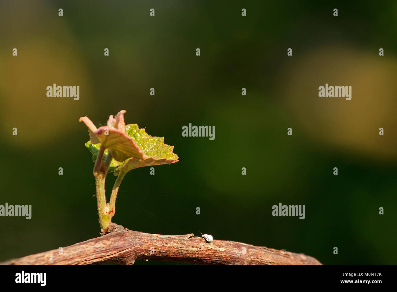 Spring sprouting plants hi-res stock photography and images - Alamy