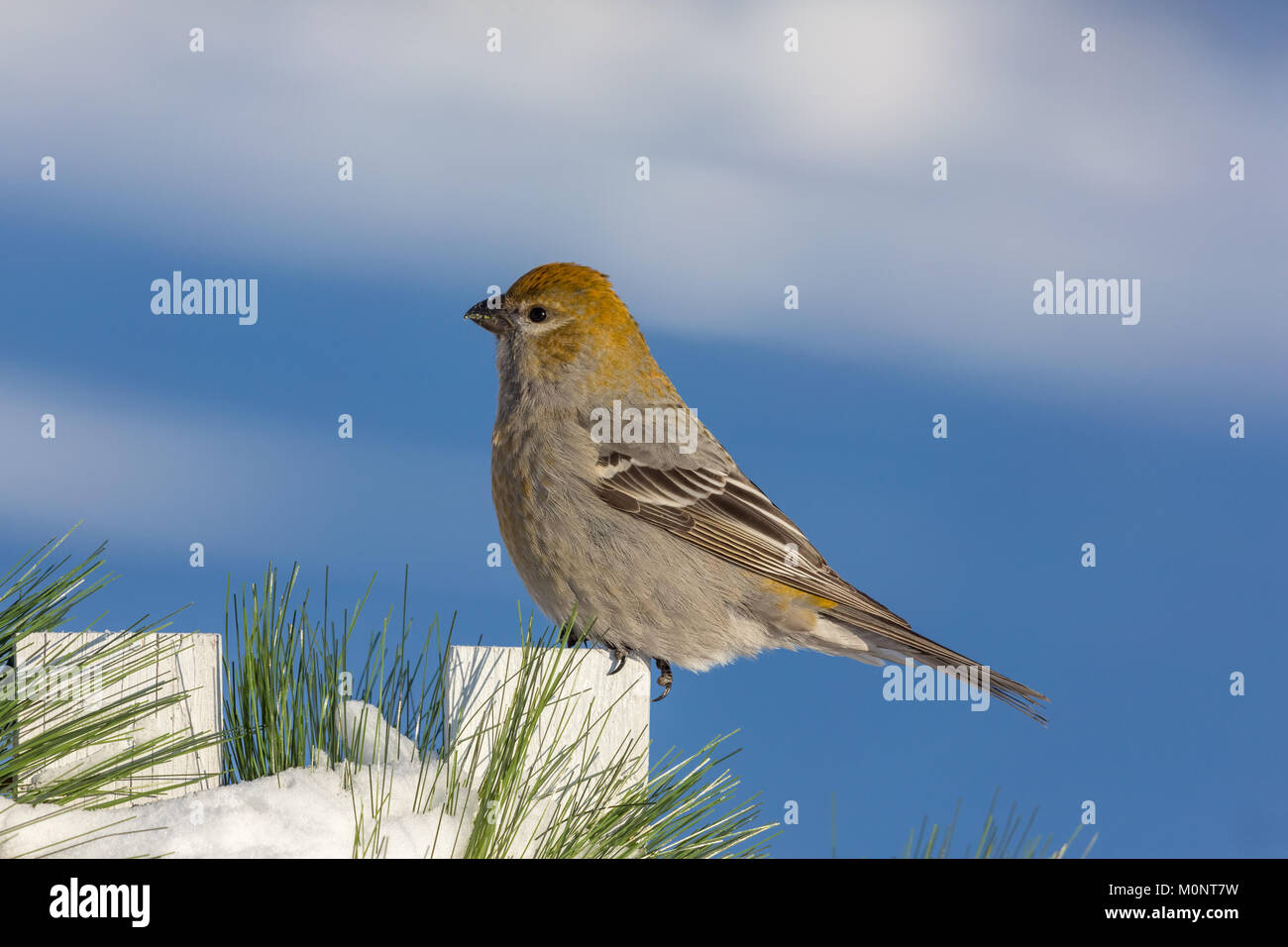 White washed fence hi-res stock photography and images - Alamy