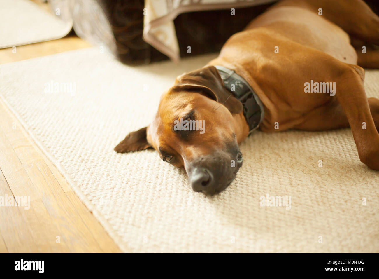 Portrait couple laying in grass hi-res stock photography and images - Alamy
