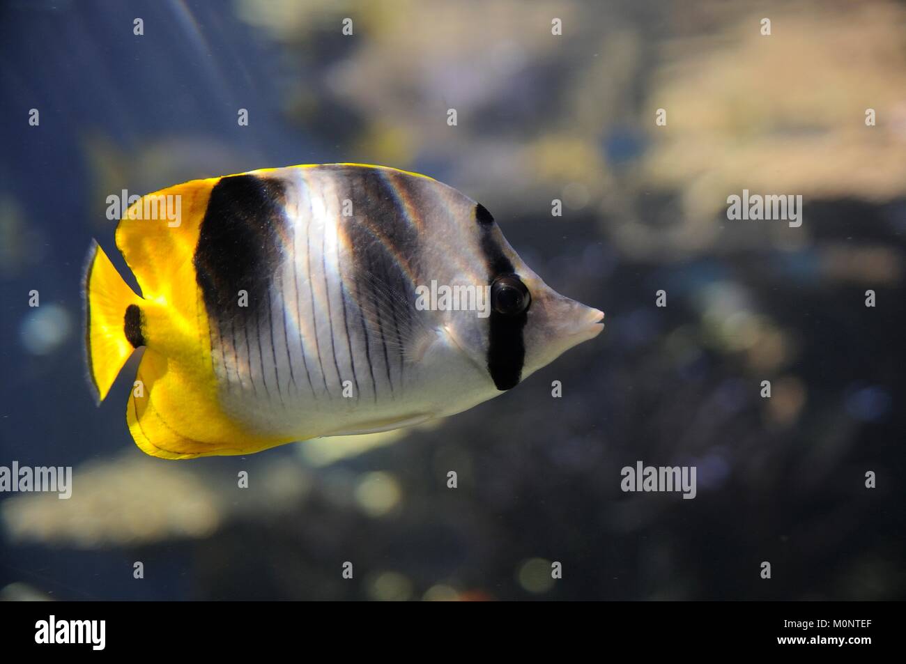 Fish looking back Stock Photo - Alamy