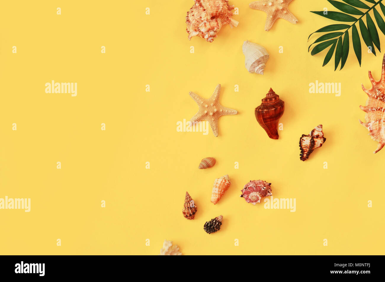 Tropical Background. Palm Trees Branches with starfish and seashell on ...