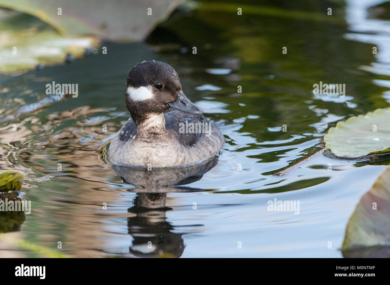 Bufflehead Hen Standing