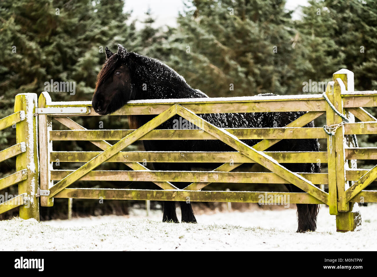Scottish Farm Scene High Resolution Stock Photography and Images - Alamy