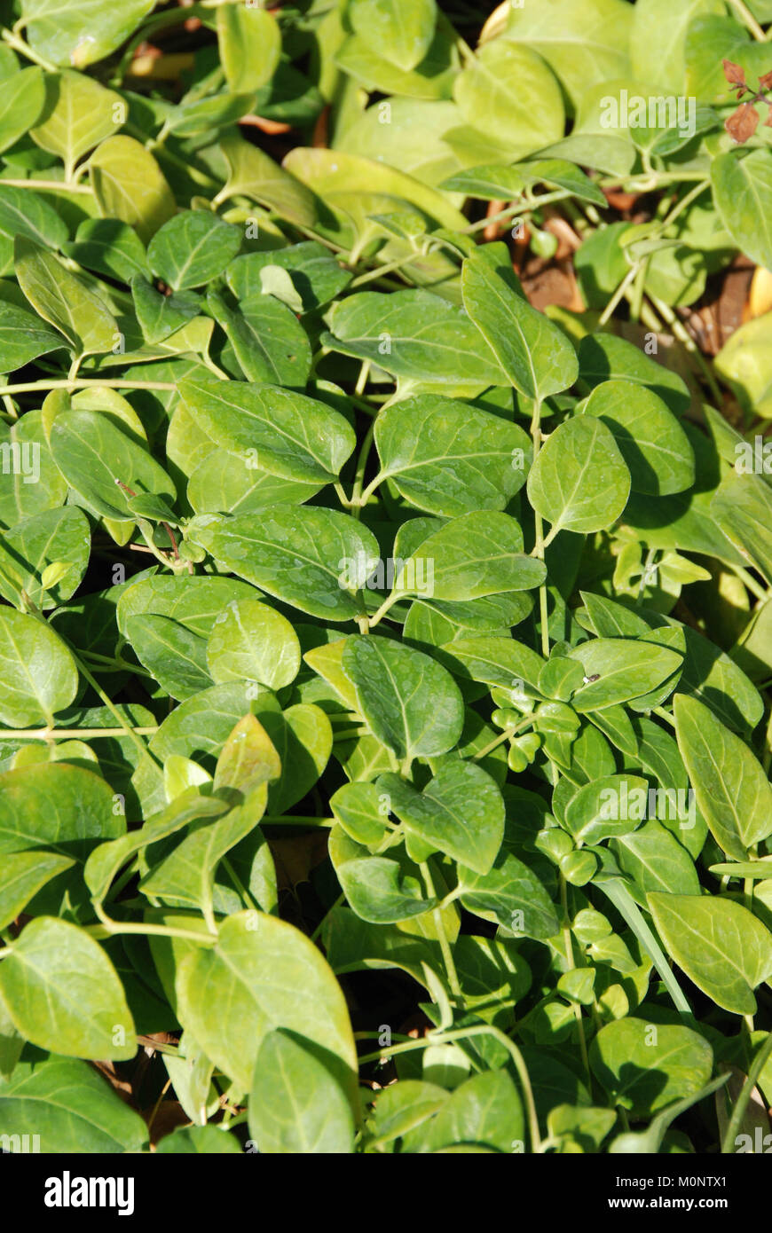 Lush green leaves climbing hi-res stock photography and images - Alamy