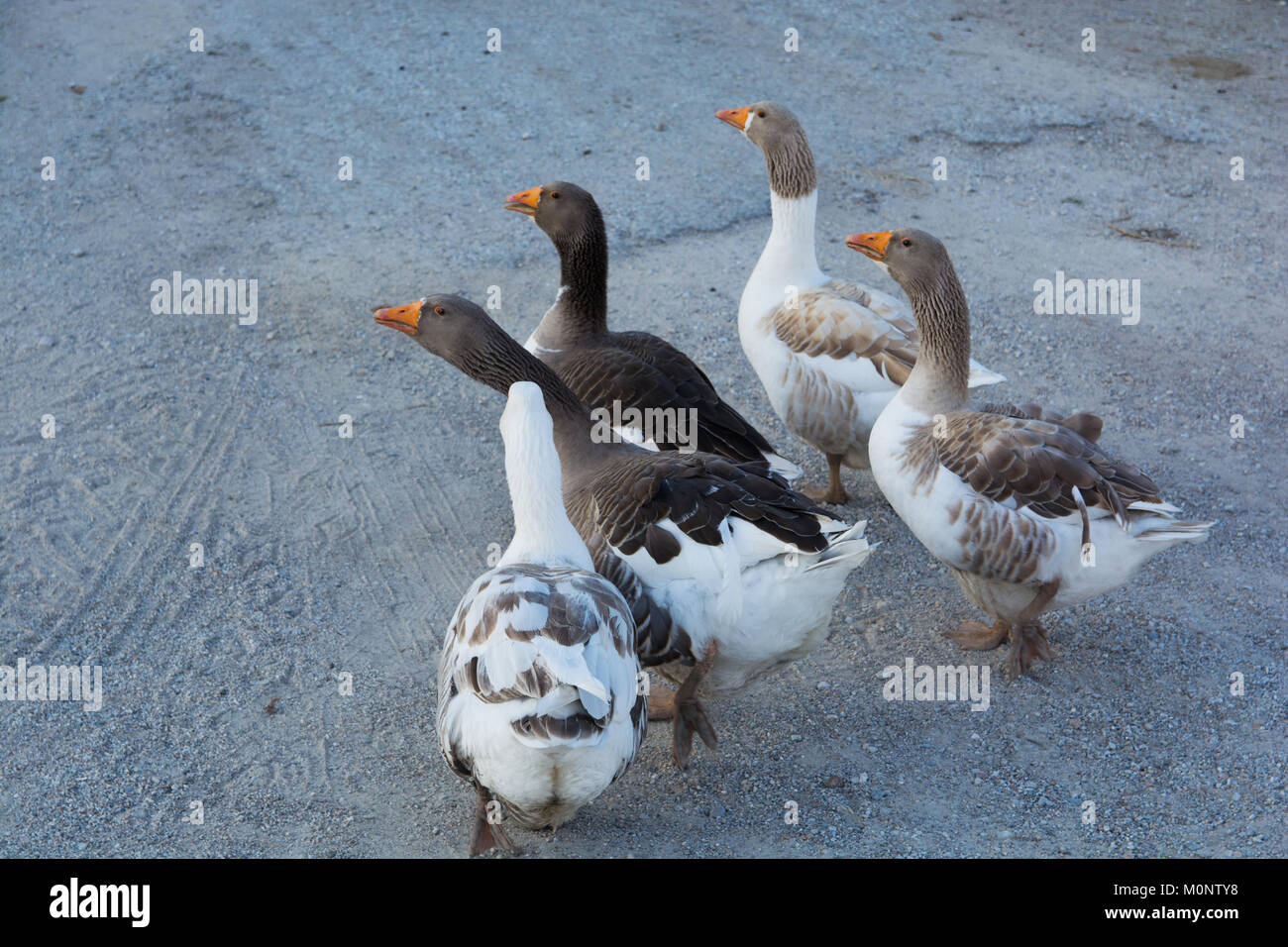 chubby geese are walking around on the street. winged chubby goose ...