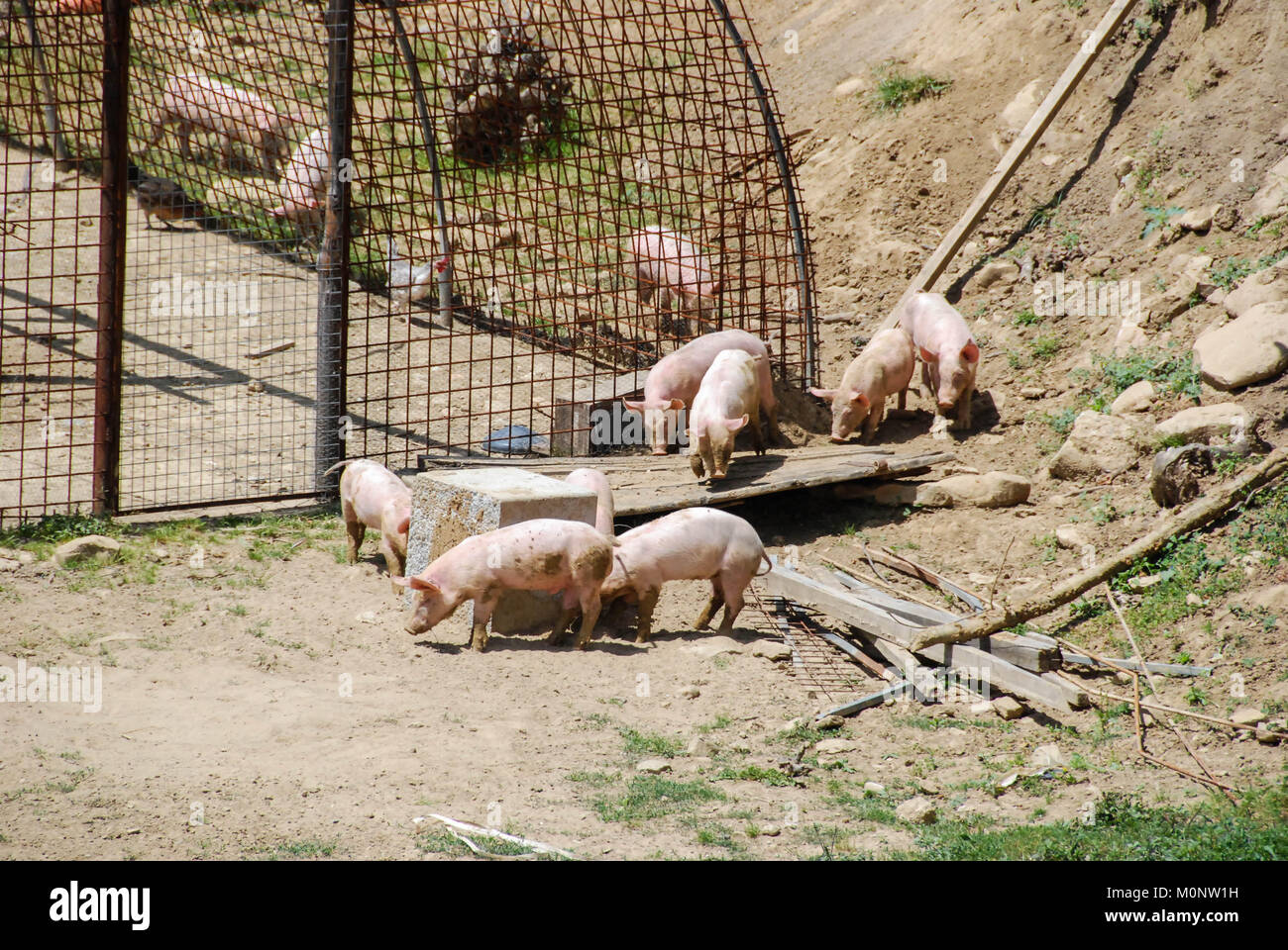 Free pigs hi-res stock photography and images - Alamy