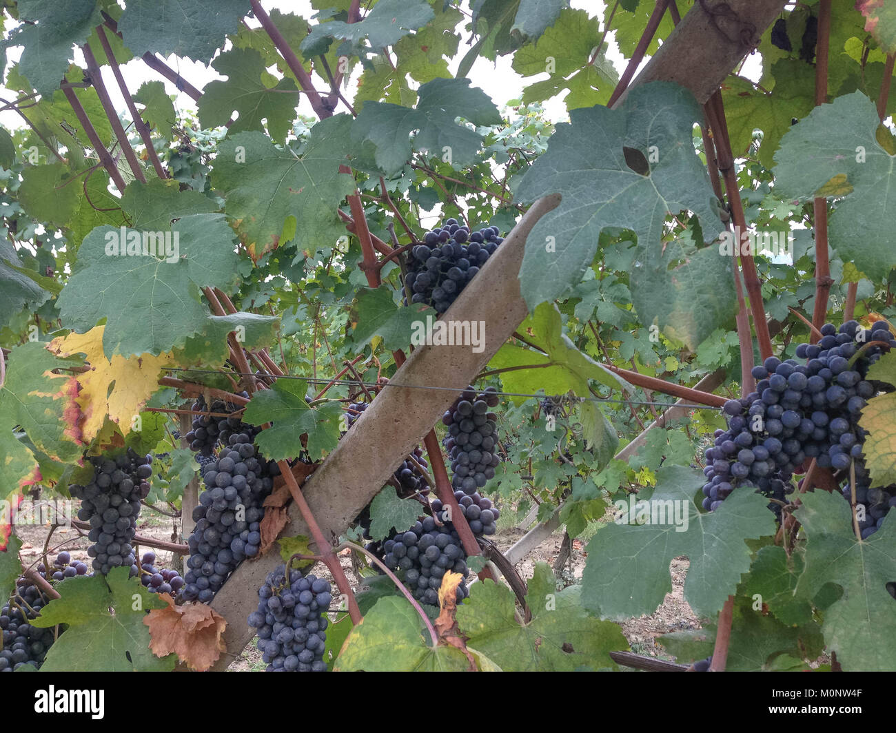 Nebbiolo grapes hi-res stock photography and images - Alamy