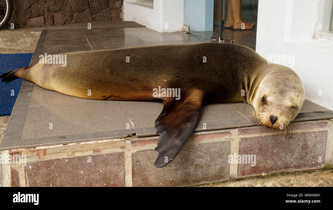 Galapagos Sea Lion Stock Photo - Alamy