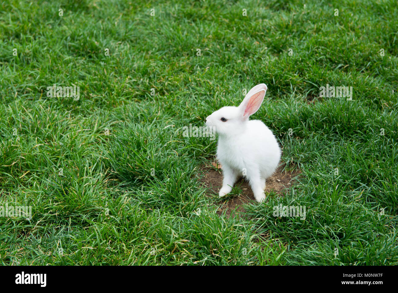 White rabbit playing in the grass. with curious looks Stock Photo - Alamy