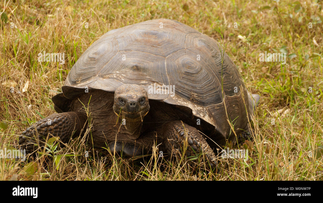 Galapagos Tortoise / Turtle Stock Photo - Alamy