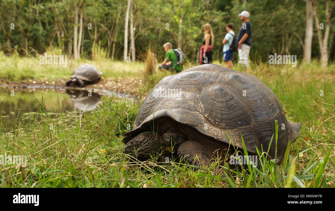 Galapagos Tortoise / Turtle Stock Photo - Alamy