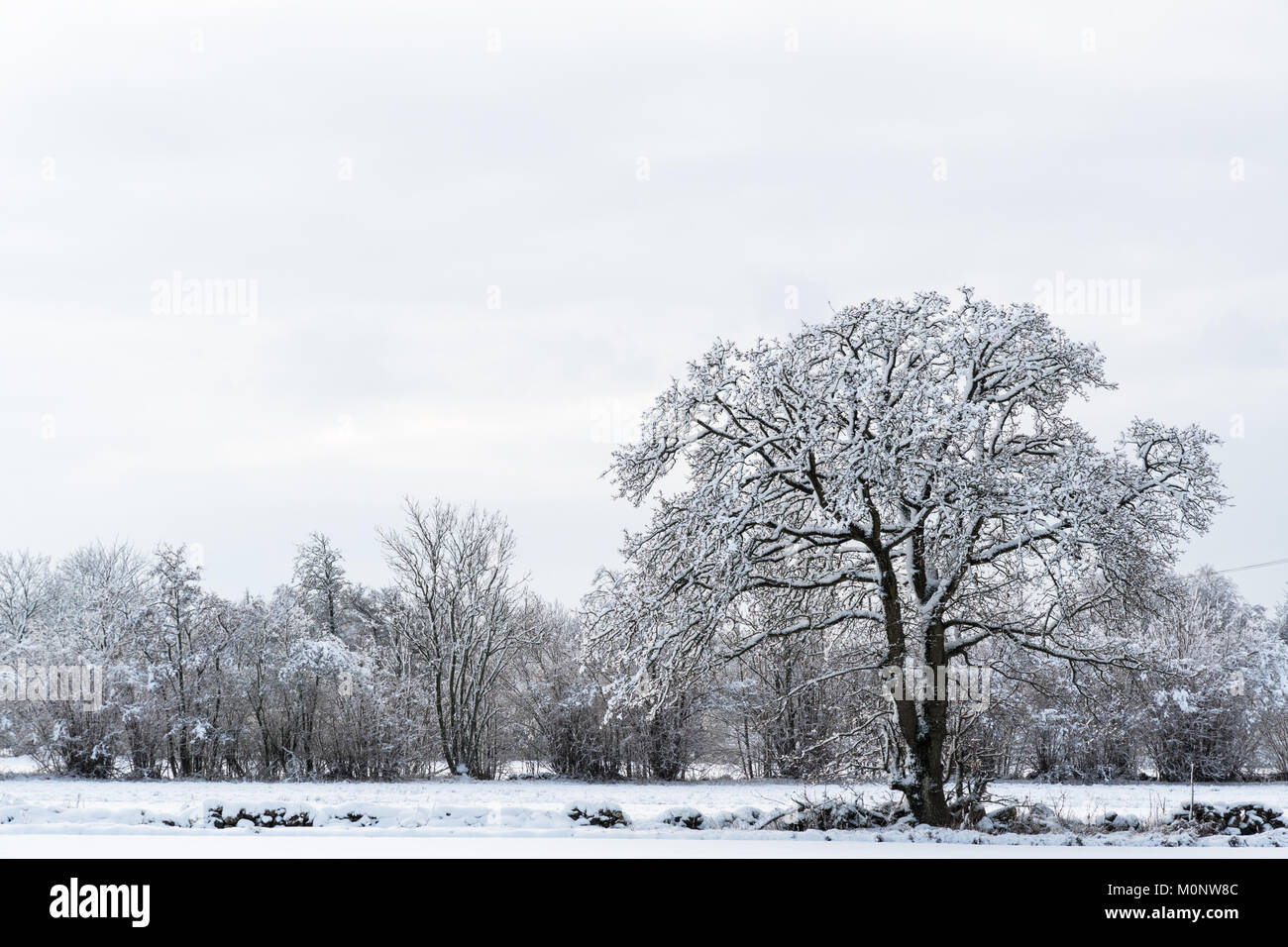 Winter landscape with a big snowy tree Stock Photo - Alamy