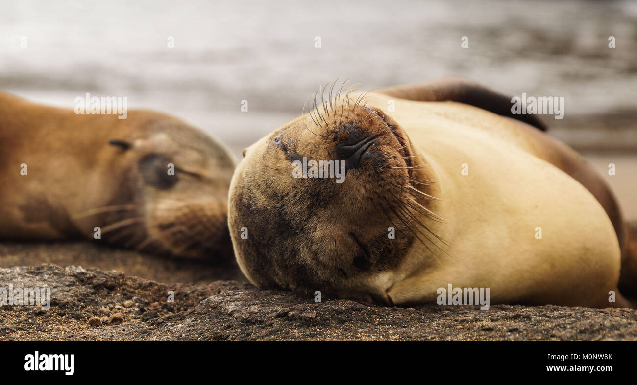 Galapagos Sea Lion Stock Photo - Alamy