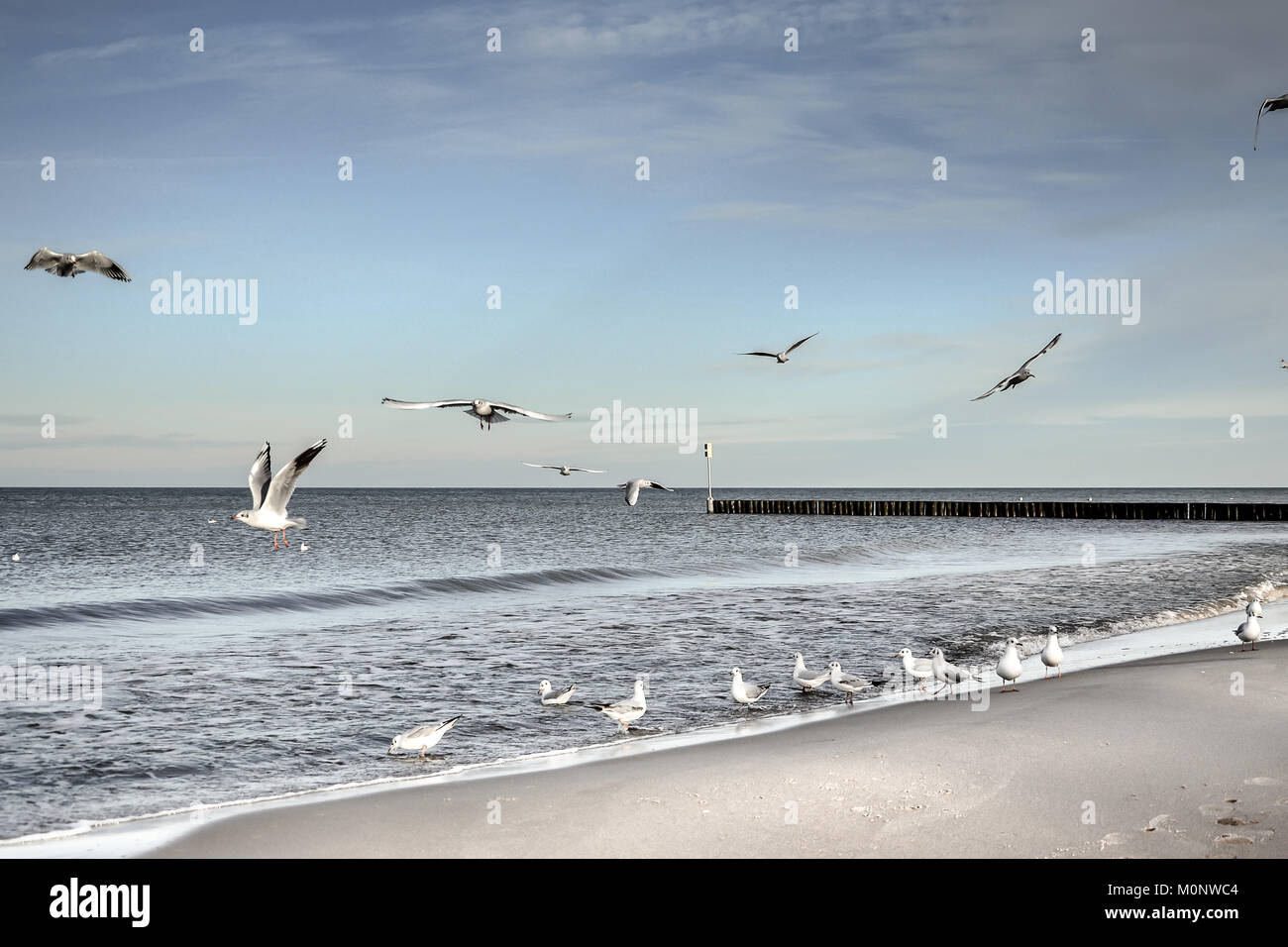 Seagulls at the seaside Stock Photo - Alamy