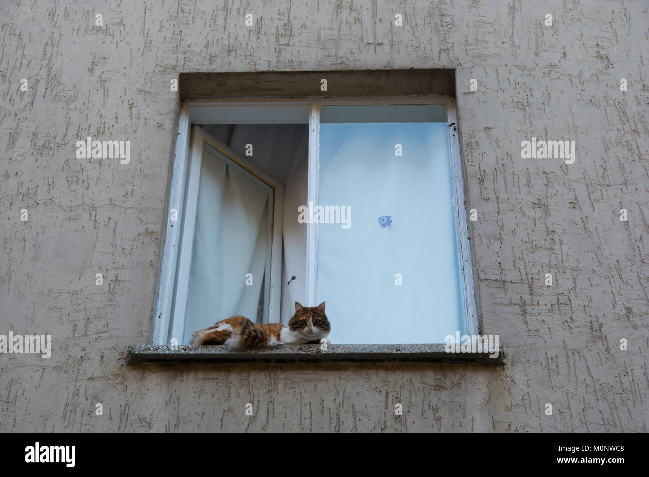 The cat came out of the window. watching around Stock Photo - Alamy