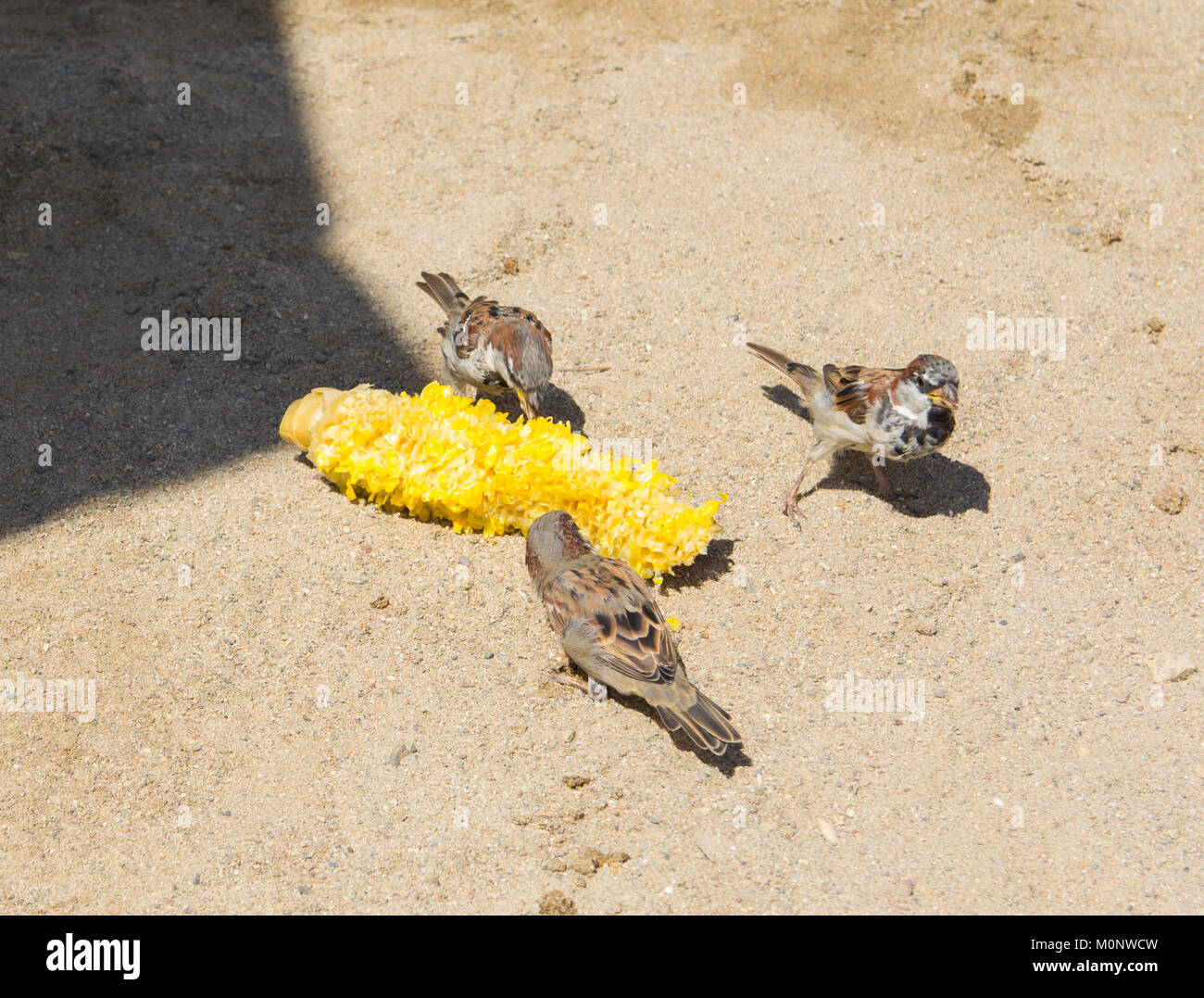 On the beach, the birds are eating boiled corn Stock Photo - Alamy