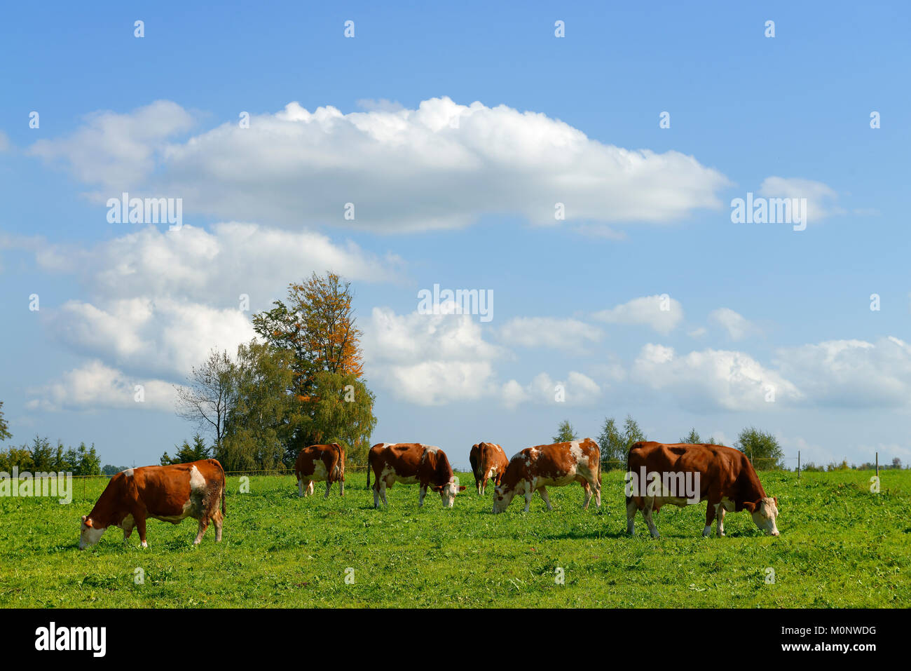 Cows on the pasture,Wackersberg,Upper Bavaria,Bavaria,Germany Stock ...