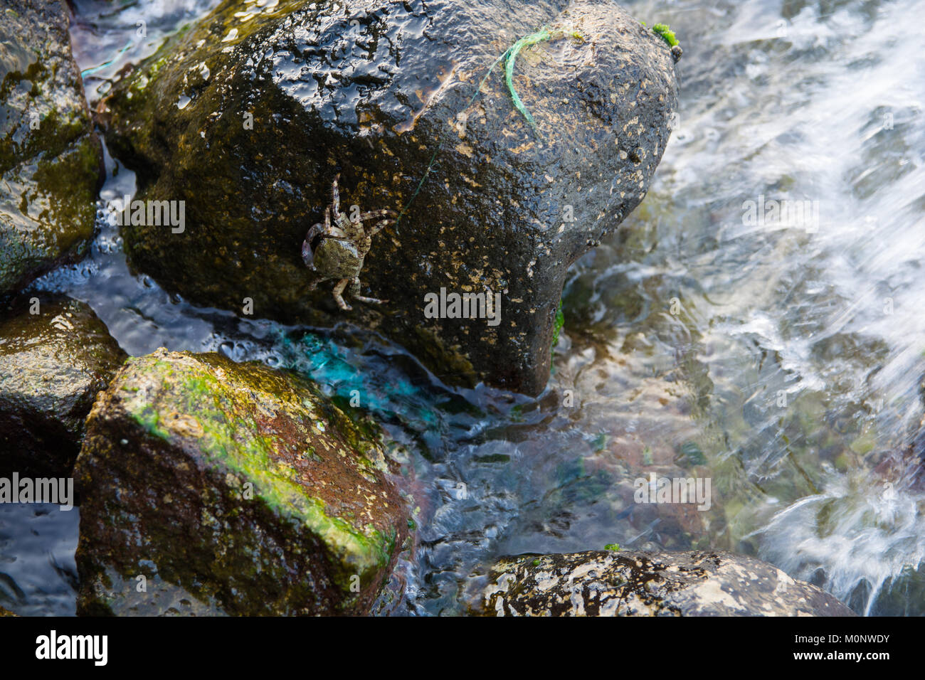 Crab climbing rocks hi-res stock photography and images - Alamy