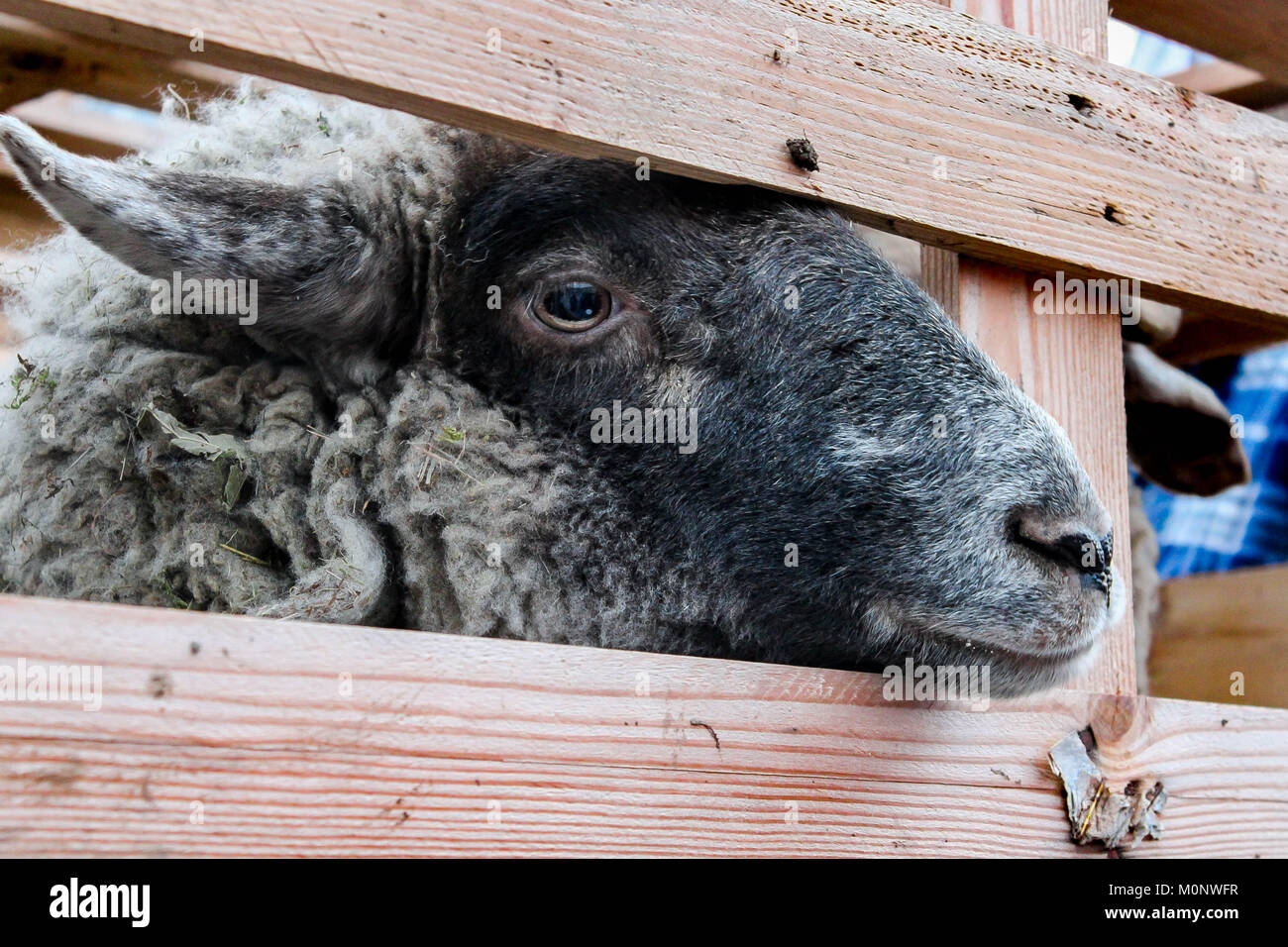 Sheep behind fence Stock Photo - Alamy