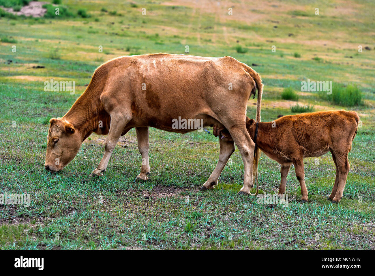 Mongolian Cattle